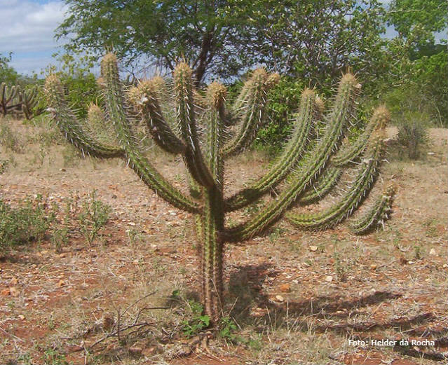 Caatinga: bioma brasileiro – características, fauna, flora e ...