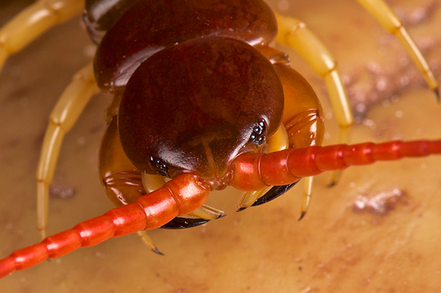 Centopeia: tudo sobre esse animal – características, habitat e ...